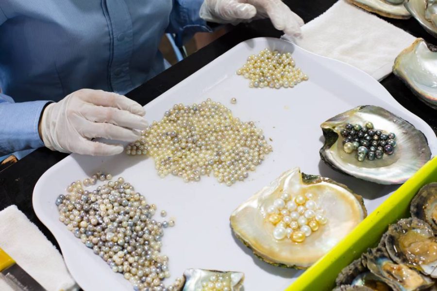 How India Is Building A Pearl Farming Industry - Solitaire ...