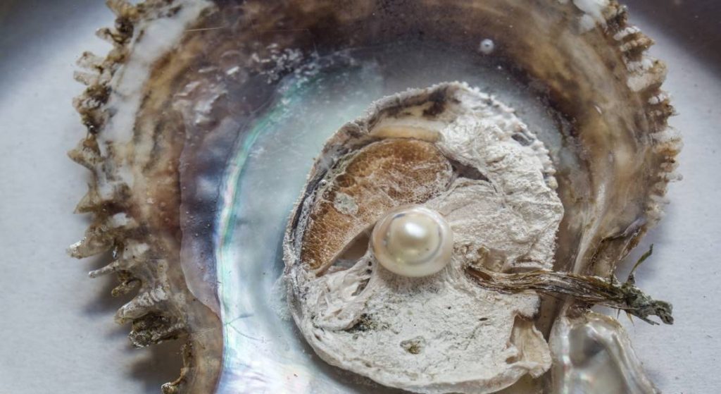 How India Is Building A Pearl Farming Industry - Solitaire ...